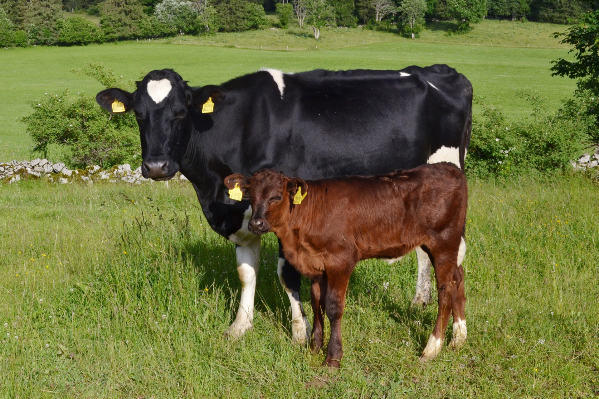 Dam-Calf Contact Rearing in Dairy Production | Vontobel Stiftung