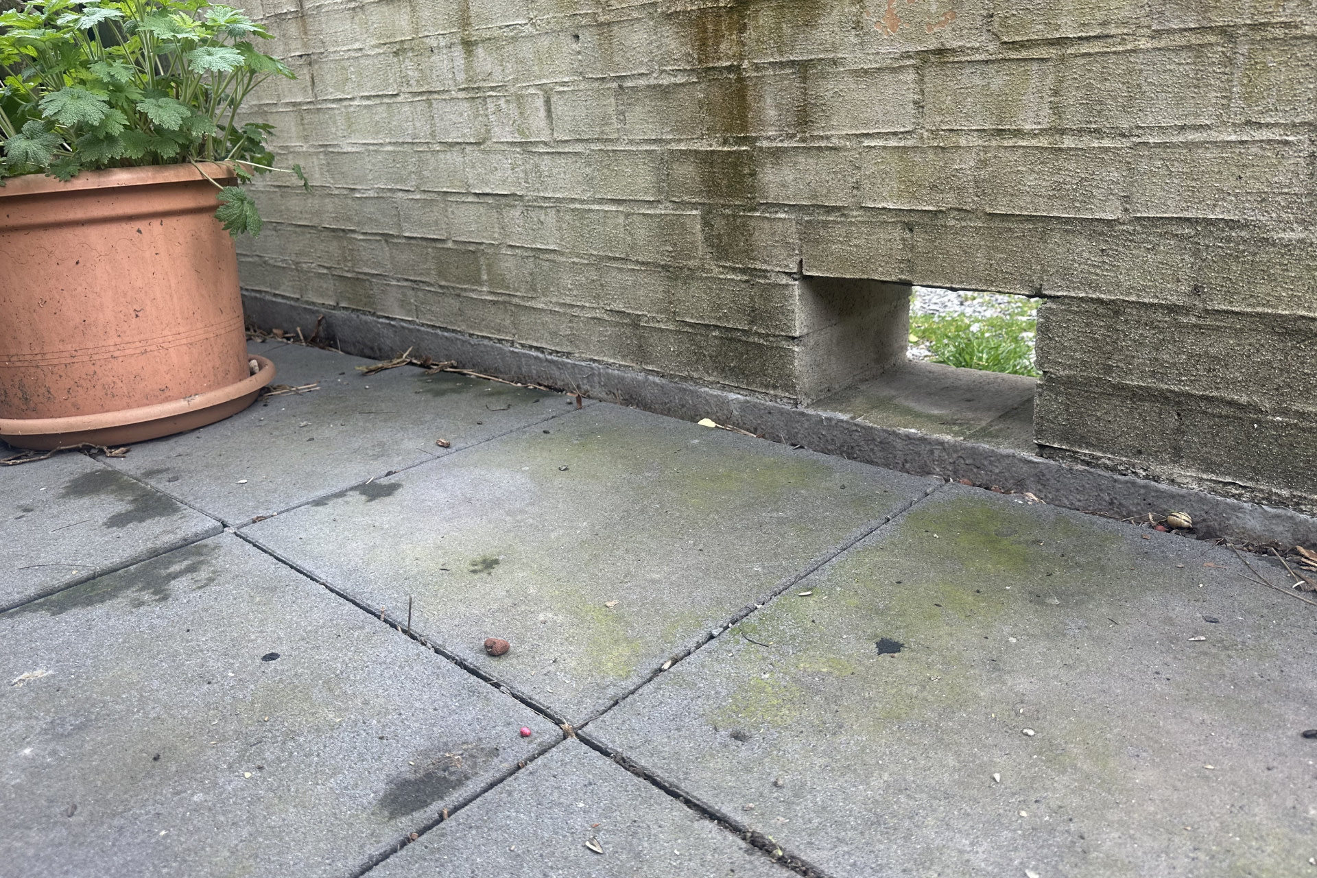 Free rein for hedgehogs & their friends | Vontobel Stiftung