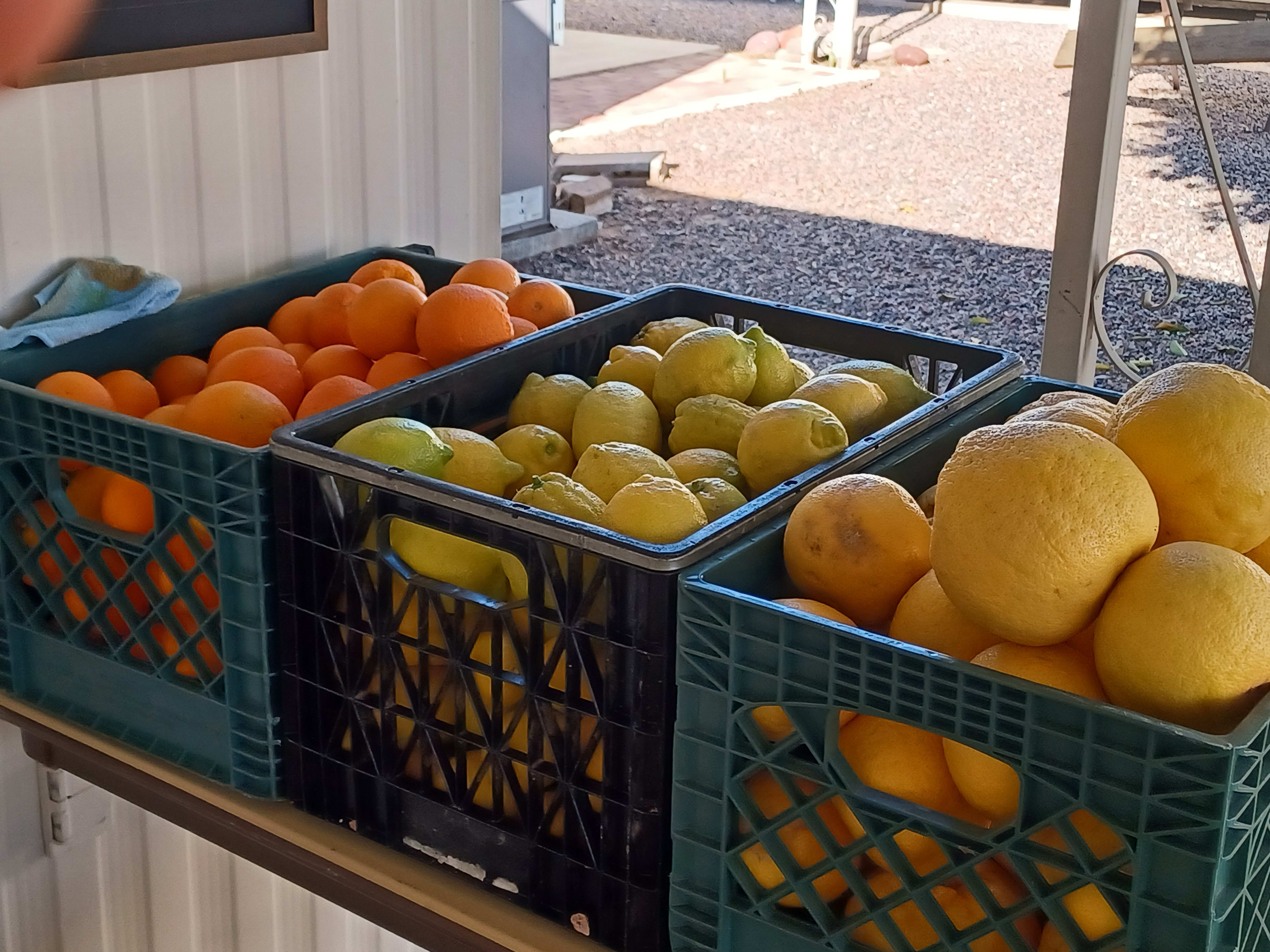 Fruit Donations At Citrus Gardens