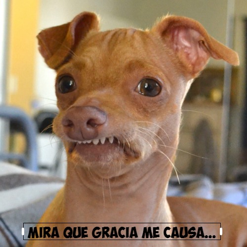 Perro gracioso dientudo Meme #31 – Crea Tu Frase