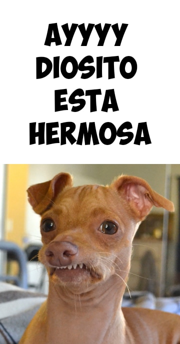 Perro gracioso dientudo Meme #66 – Crea Tu Frase