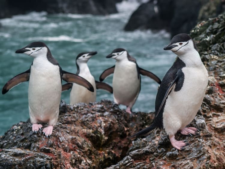 Drake Passage (Antarctica) cruises - Alle Informatie en aanbiedingen ...