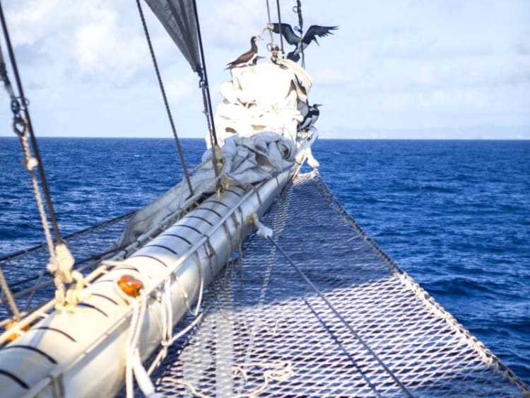 Royal Clipper - Informatie en alle aanbiedingen | Cruise Travel