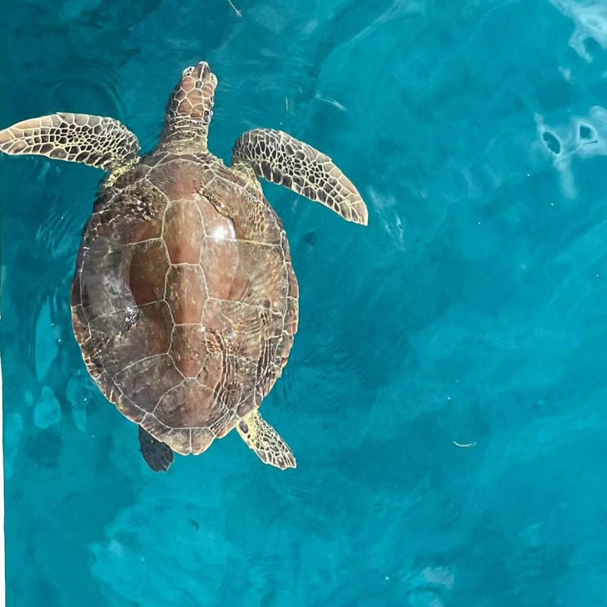 MS. MITのクルーズ乗船記 | Cruisemans