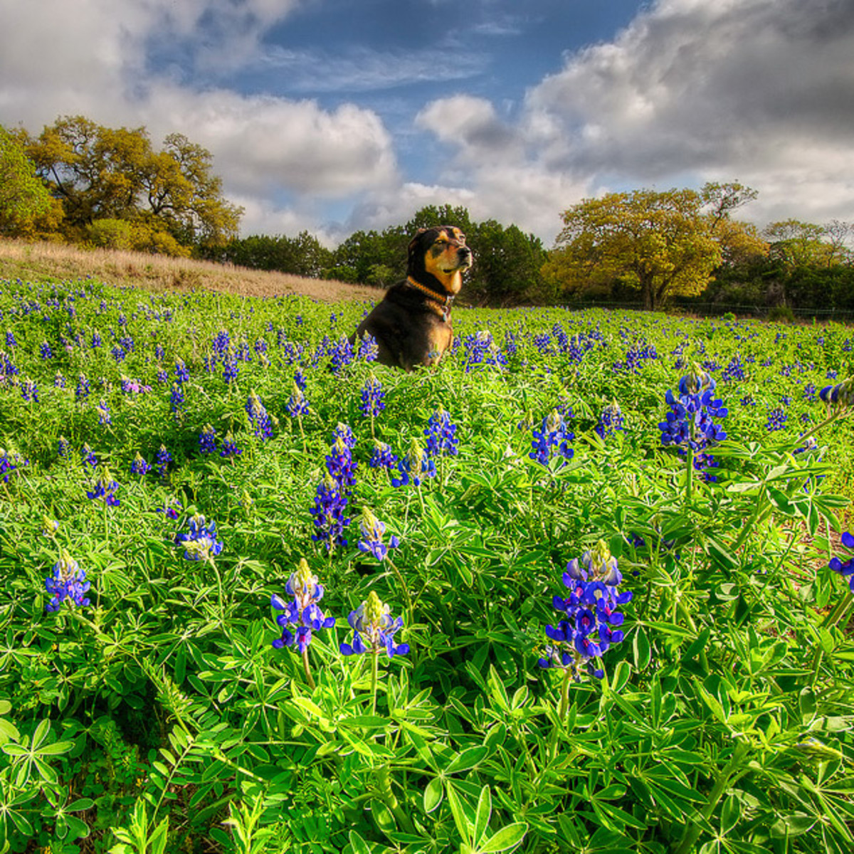 Here are the top 5 things to do in Austin this weekend - CultureMap Austin