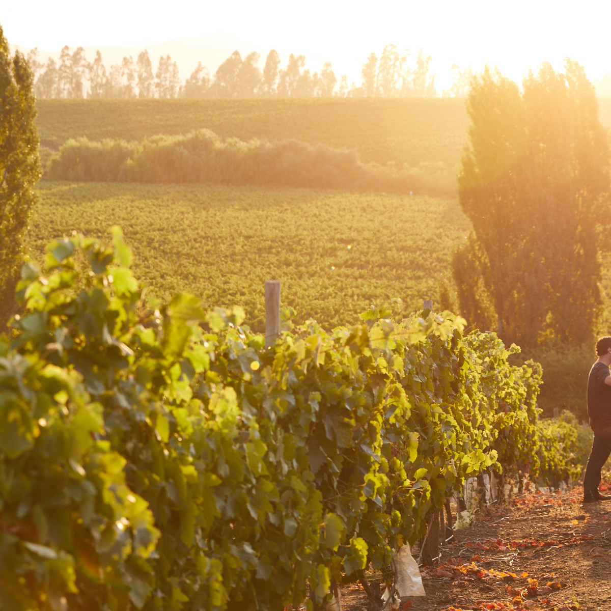 These international food and wine trips will have you salivating ...