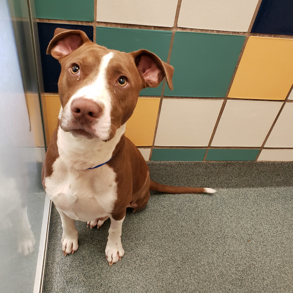 Meet Red, the inspiring Staffordshire, CultureMap's pet of the week ...
