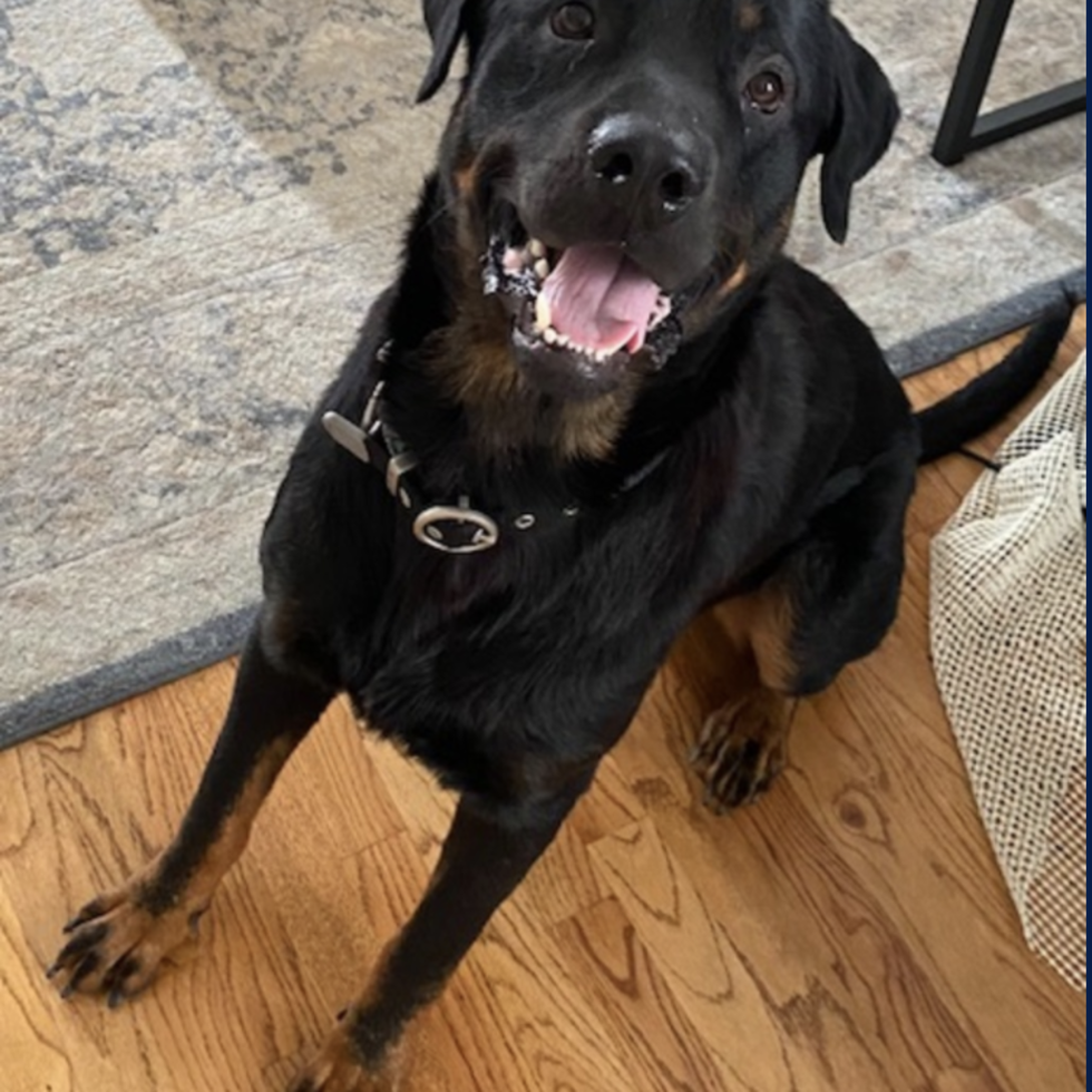 Landon the cuddly Rottweiler is ready to be your adventure buddy ...