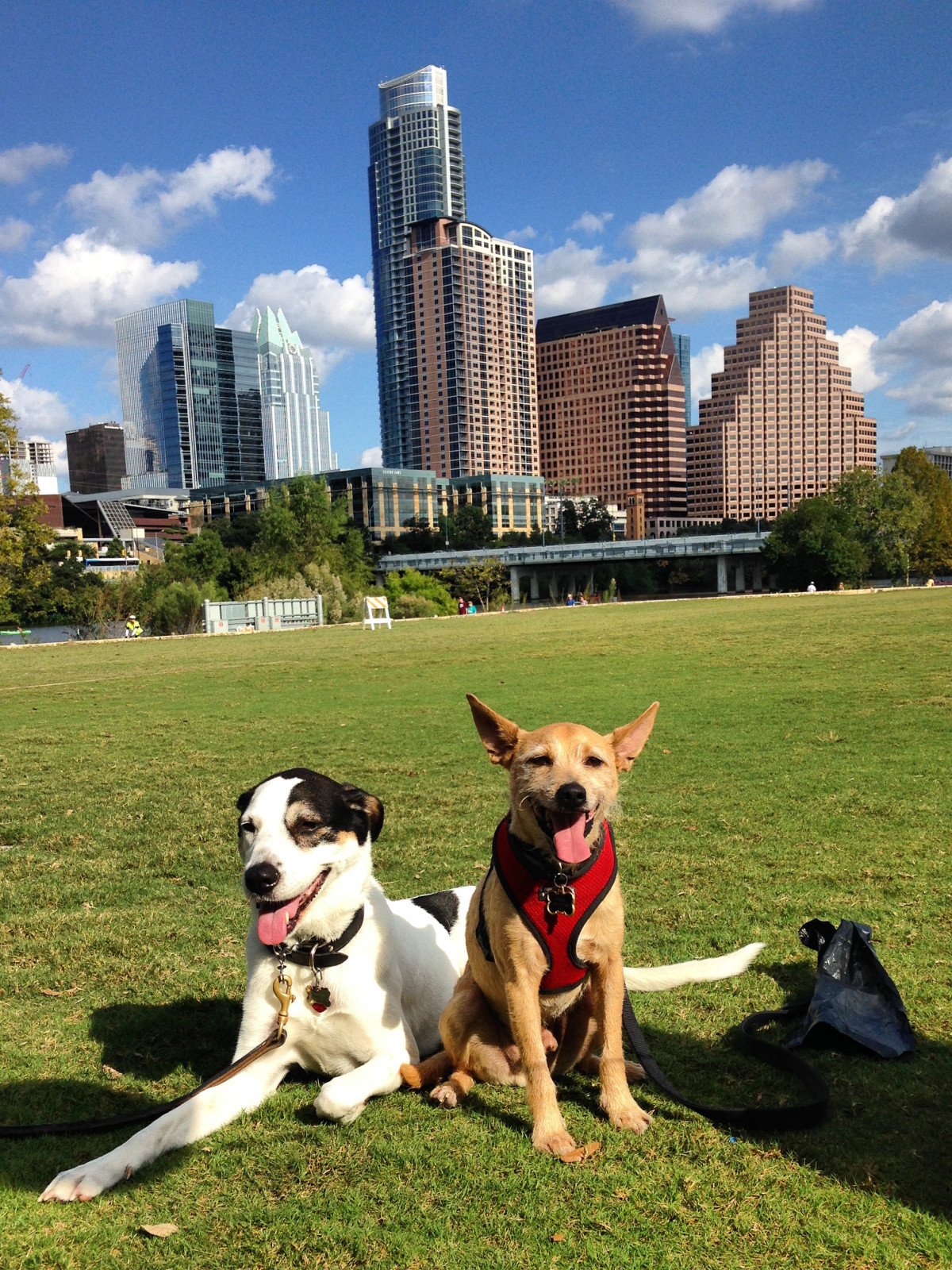 Austin collars top spot among America's most pet-friendly cities ...