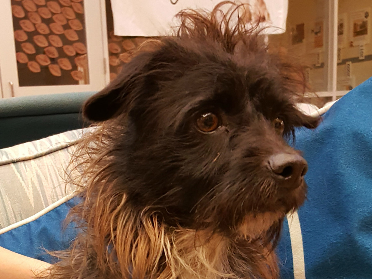 Pet of the week: Hamilton the dog is frisky and full of music trivia ...