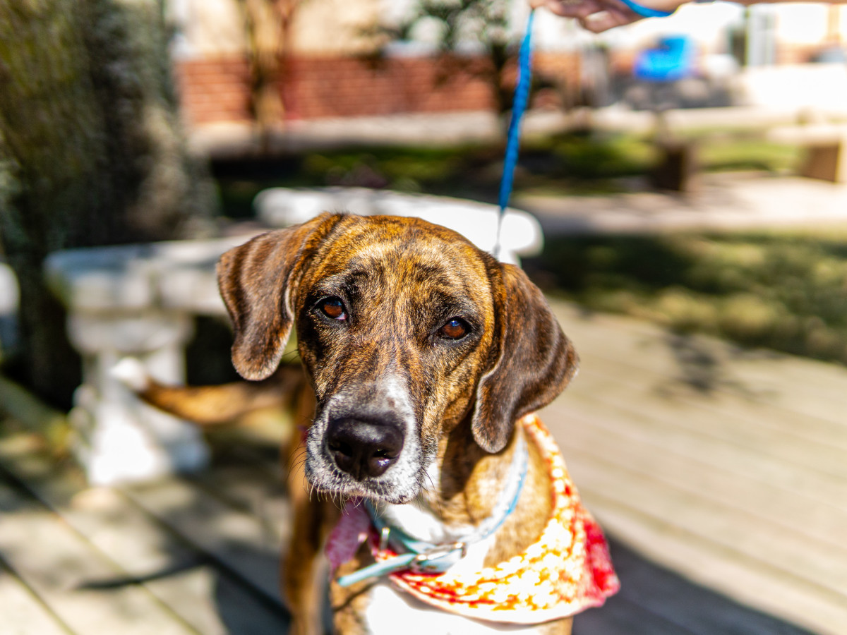 Meet Gumbo, the happy hound dog, CultureMap's pet of the week ...