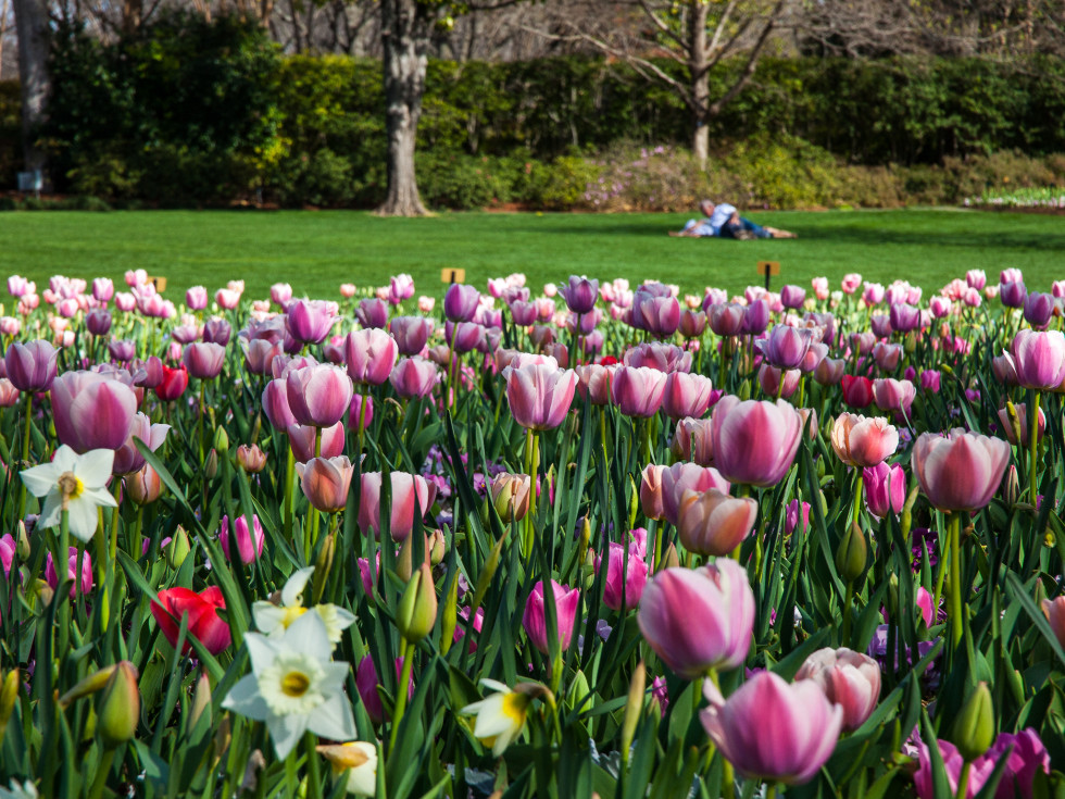 Dallas Arboretum ranks among the best botanical gardens in America ...