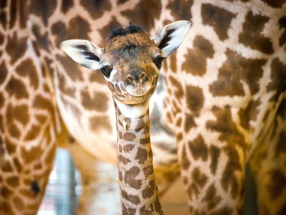 It's a girl: Zoo welcomes larger-than-life newborn to giraffe herd ...