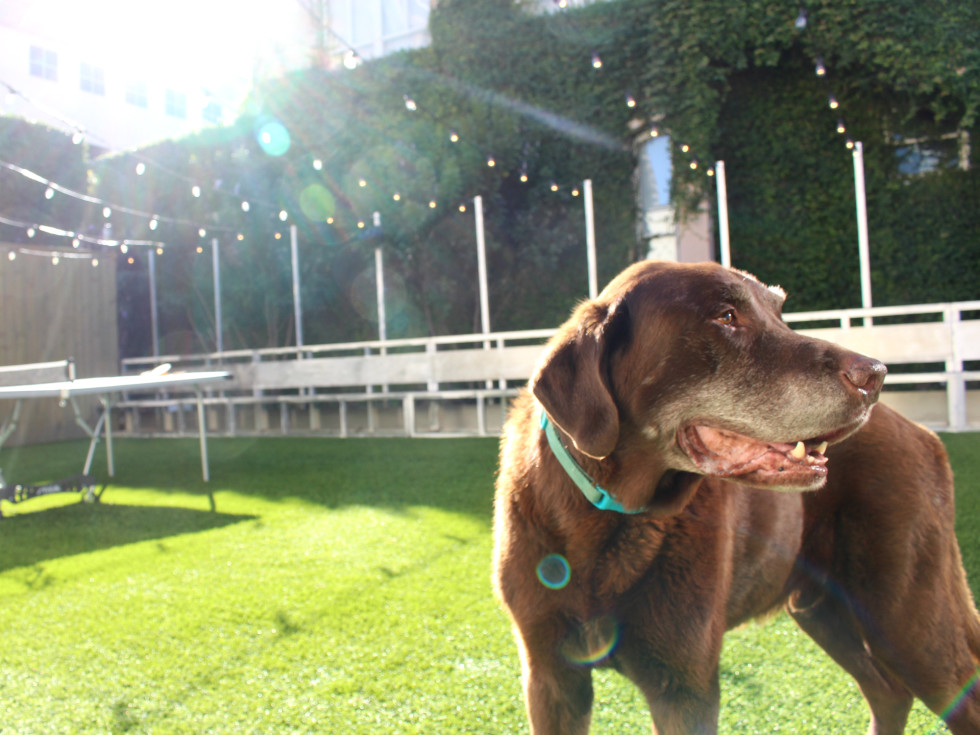 Exclusive peek at Parlor & Yard: Austin's newest bar secretly opens ...