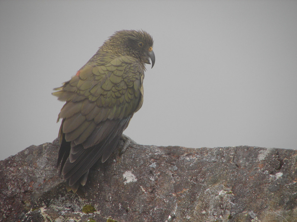 The real Kiwi: In search of New Zealand’s icon (with photos ...