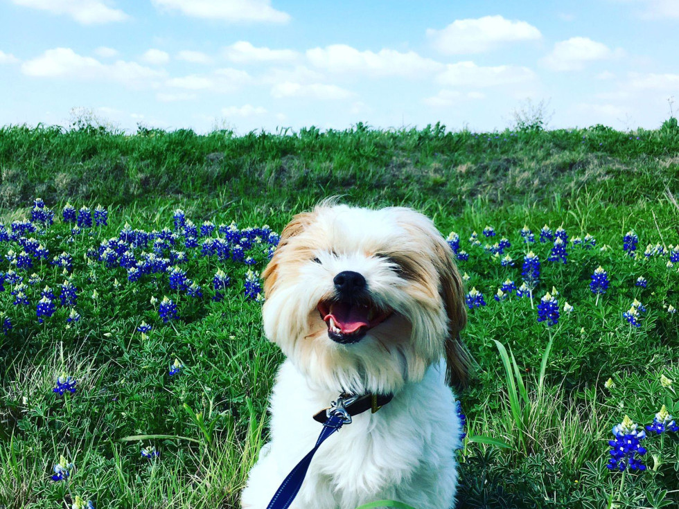 Buzzy habits perk up this year's list of Austin's popular dog names ...