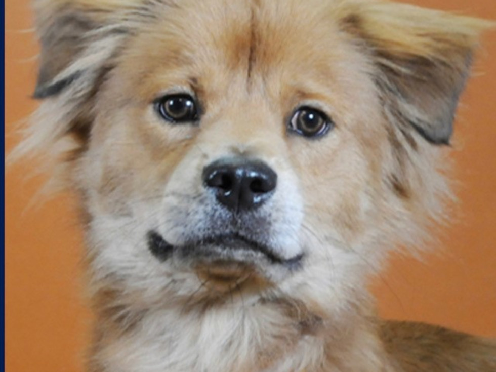 Find fluff and fun with this playful chow mix named Walter - CultureMap ...