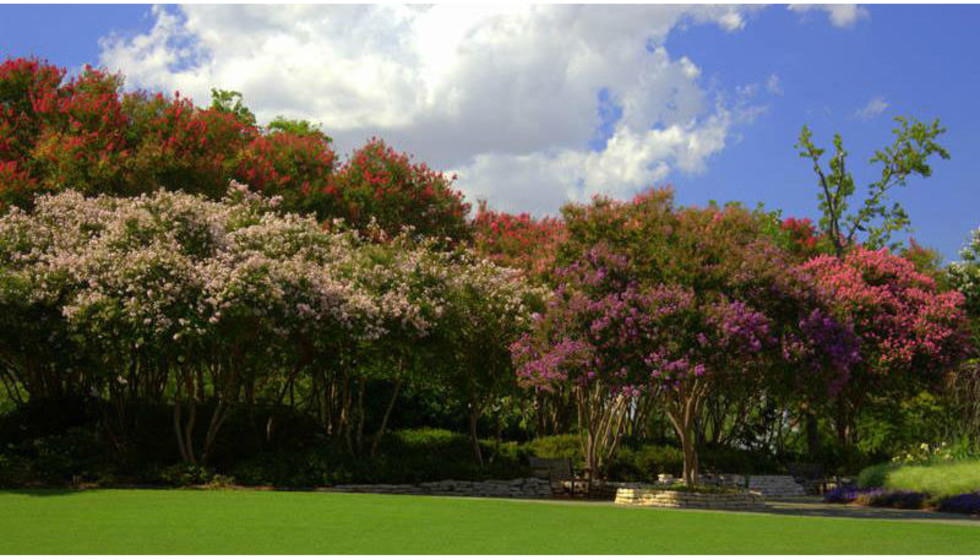Dallas Arboretum presents Summer at the Arboretum - Event -CultureMap ...