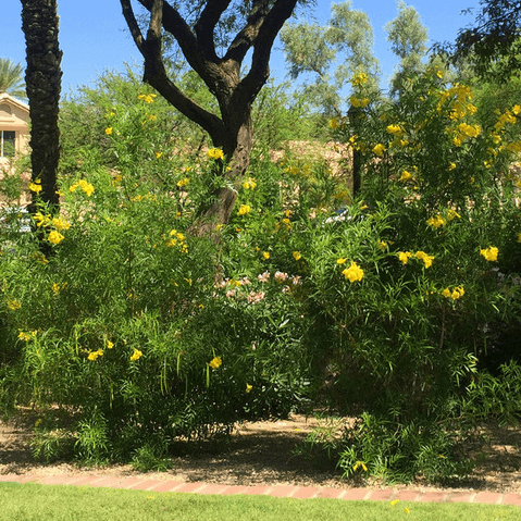 10 essential native shrubs for a Southwestern garden - CultureMap Austin