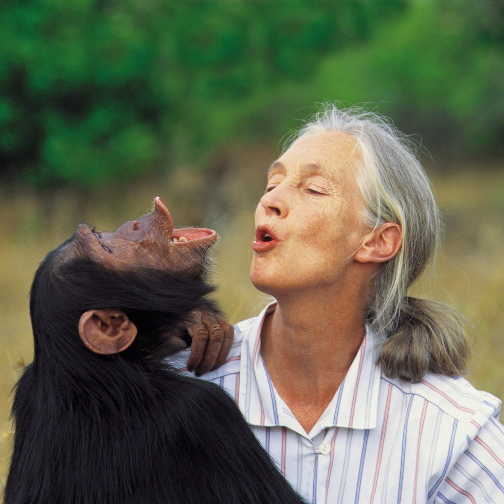Primate pioneer Jane Goodall regales Houston with chimp tales and ...