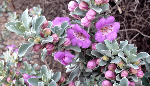 10 essential native shrubs for a Southwestern garden - CultureMap Austin