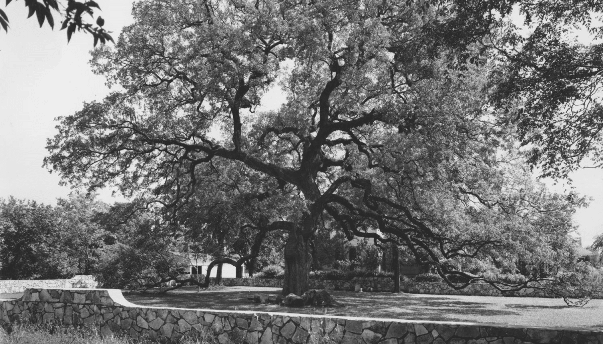 The history behind Austin's most famous tree — legendary Treaty Oak ...