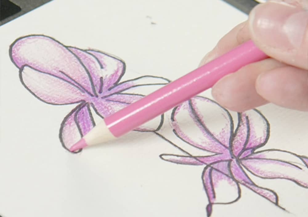 Flowers by Ty Wilson - Cupixel