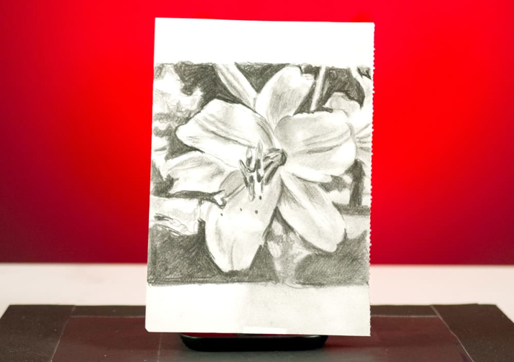 “The Lily” Series- Chapter 1 - Realistic Sketch - Cupixel “The Lily” Series- Chapter 1 - Realistic Sketch - Cupixel
