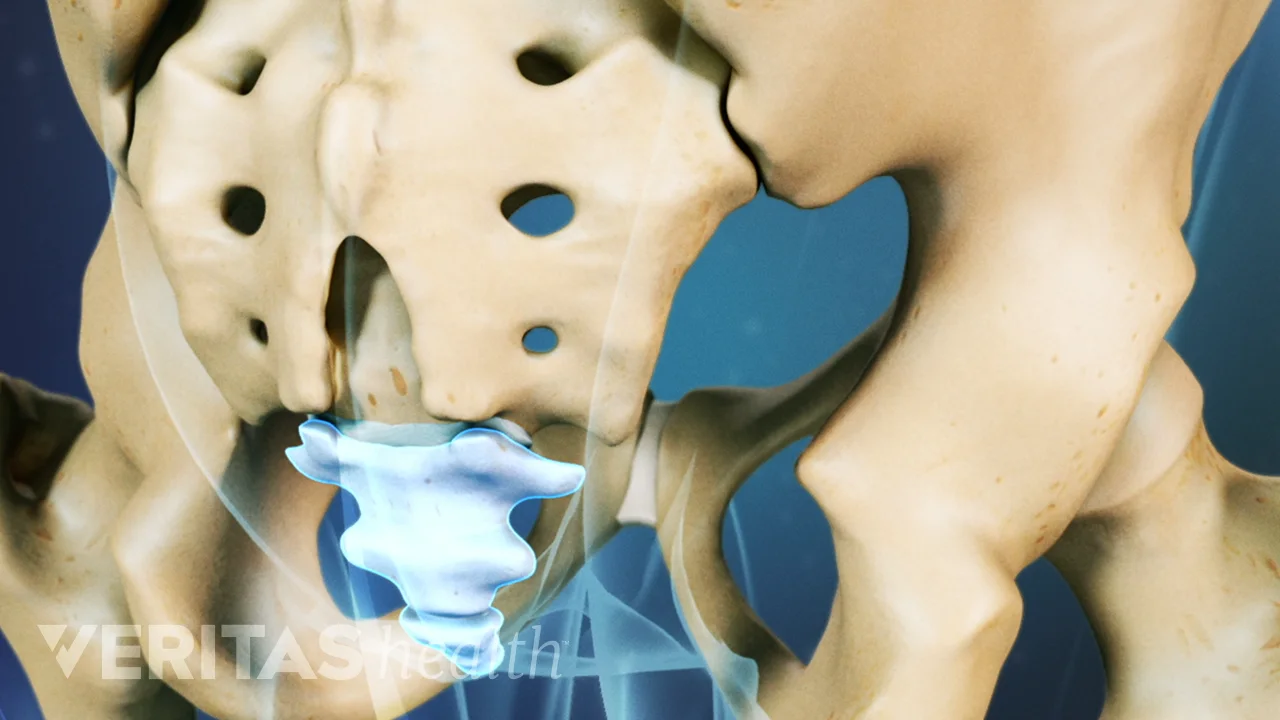 Anatomy of the Coccyx (Tailbone) | Spine-health Anatomy of the Coccyx (Tailbone) | Spine-health