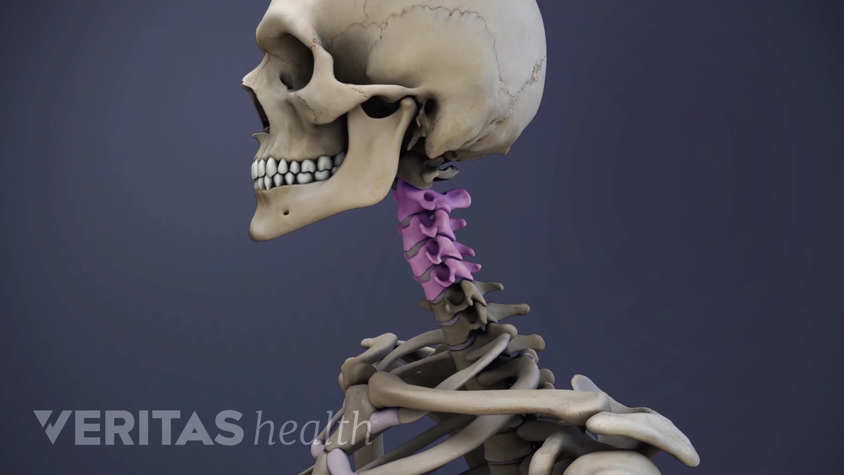 Spinal Motion Segment: C2-C5 Animation | Spine-health