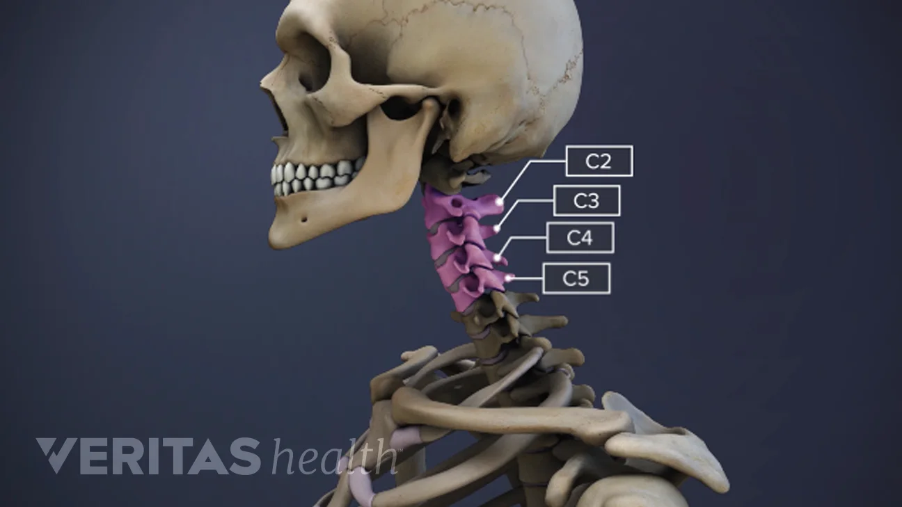 All About the C2-C5 Spinal Motion Segments | Spine-health