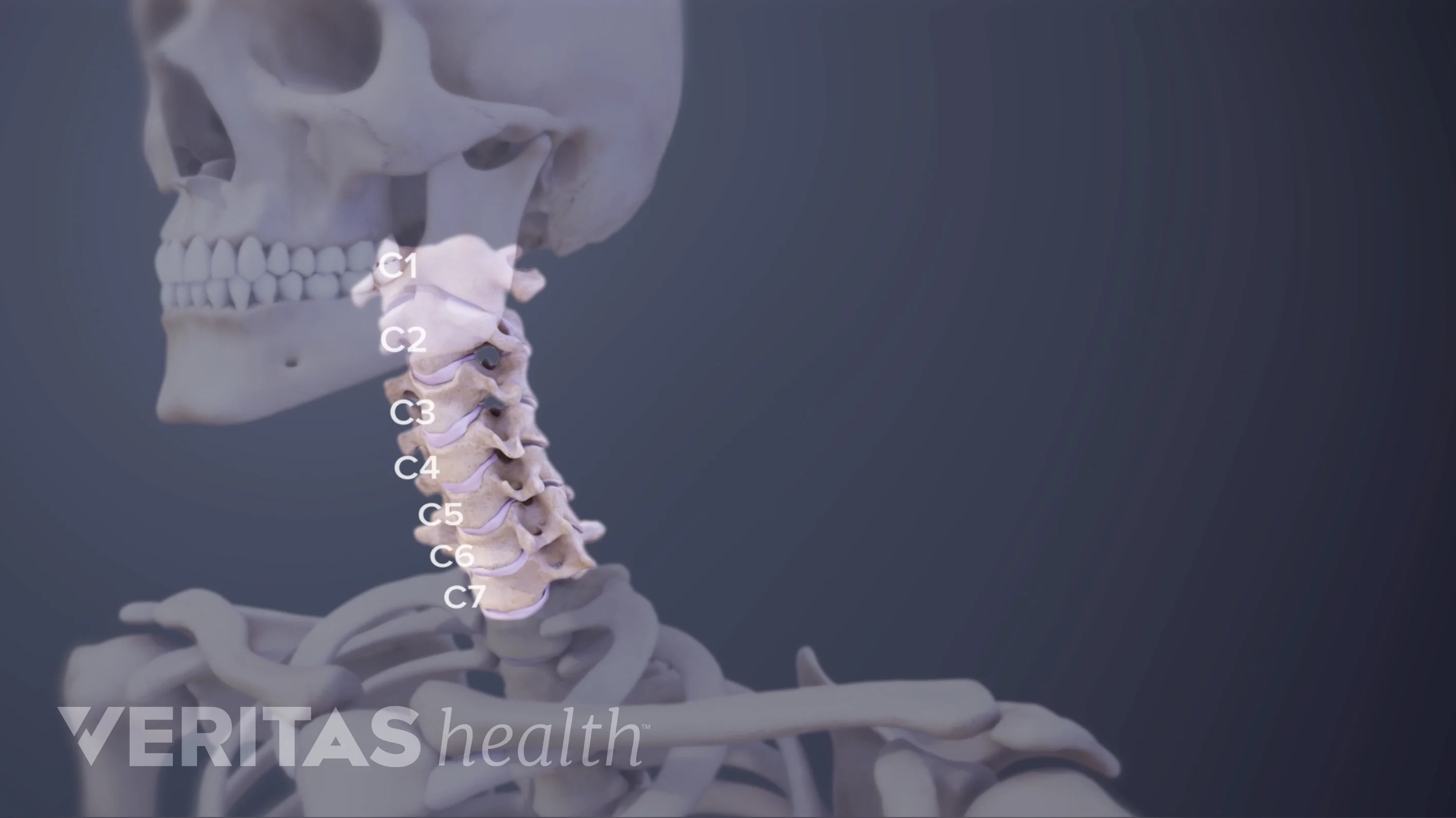 Cervical Vertebrae | Spine-health