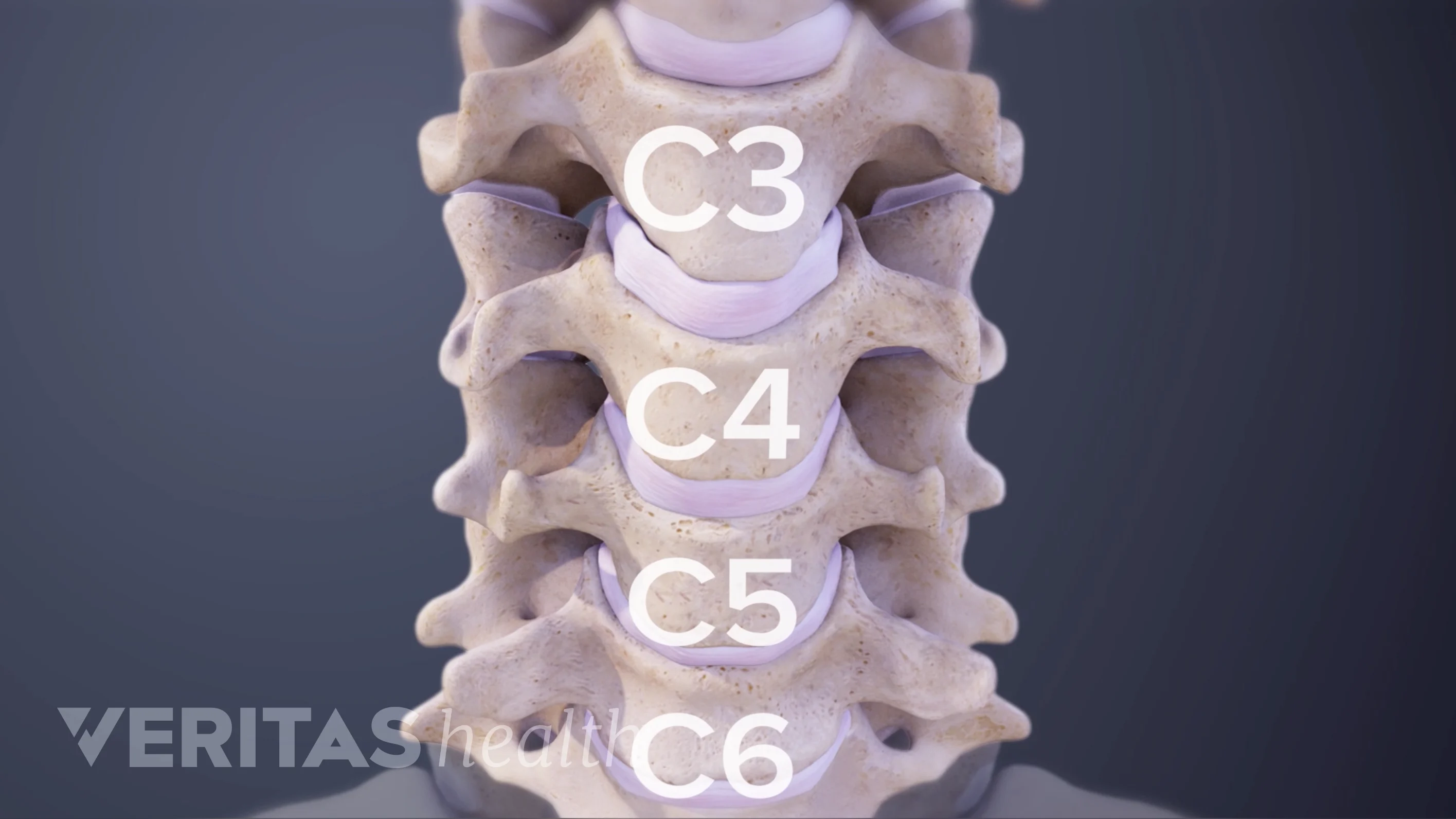Cervical Vertebrae Anatomy Animation | Spine-health