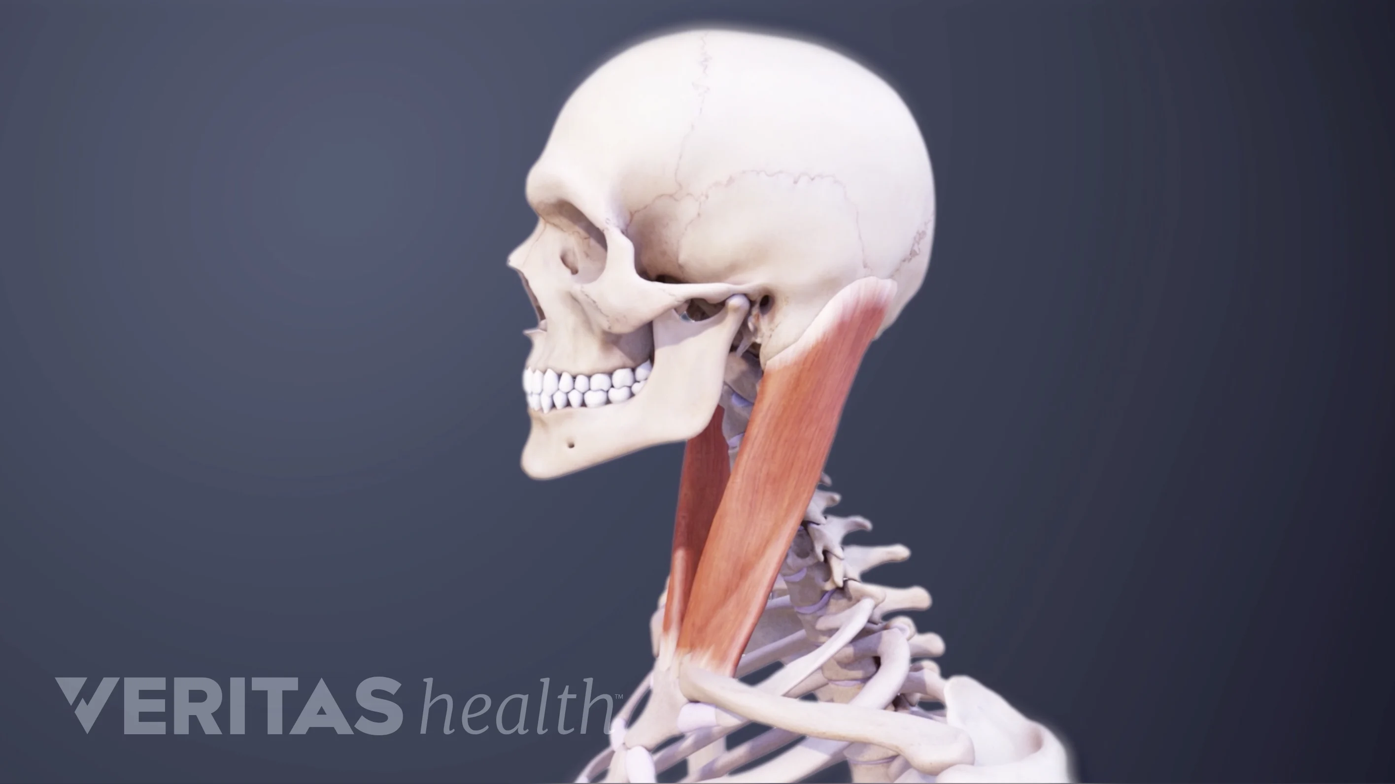 Cervical Muscle Anatomy Animation | Spine-health
