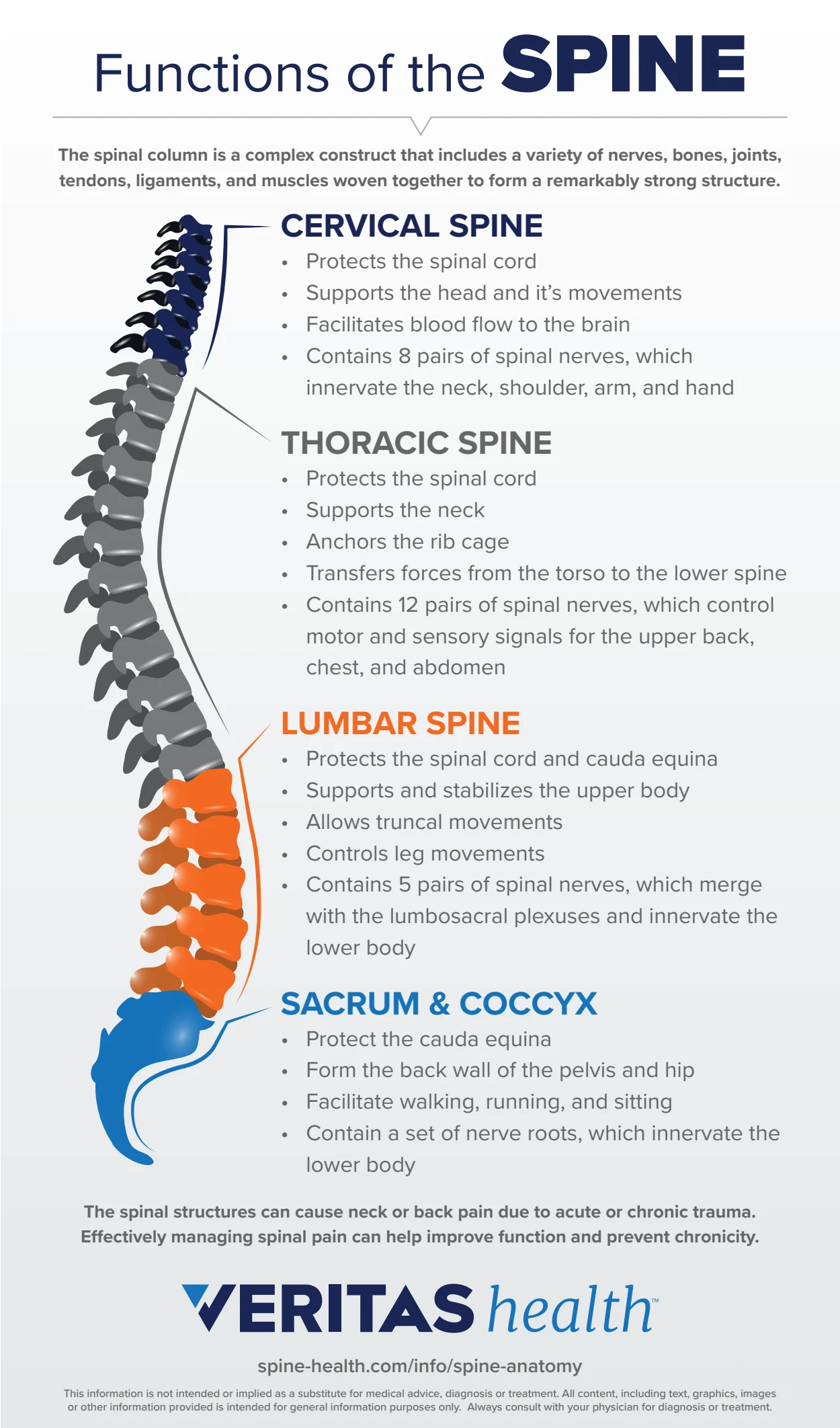 Functions of the Spine Infographic | Spine-health
