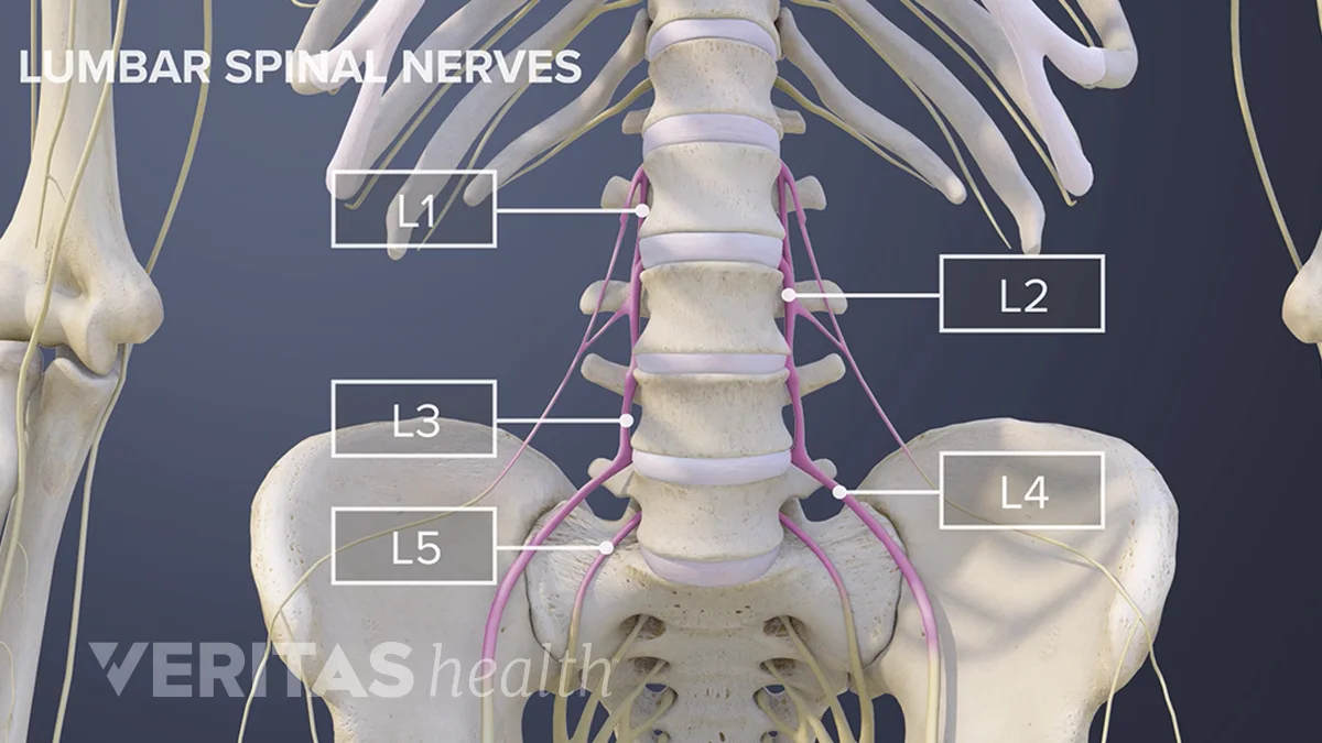 Lumbar Nerve Anatomy Animation | Spine-health