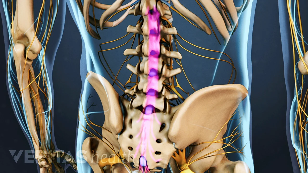 Médula espinal y cola de caballo de la columna lumbar | Spine-health