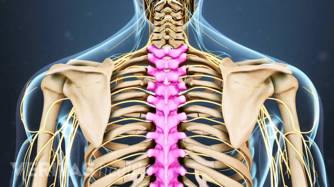 Thoracic Spine Anatomy and Upper Back Pain | Spine-health