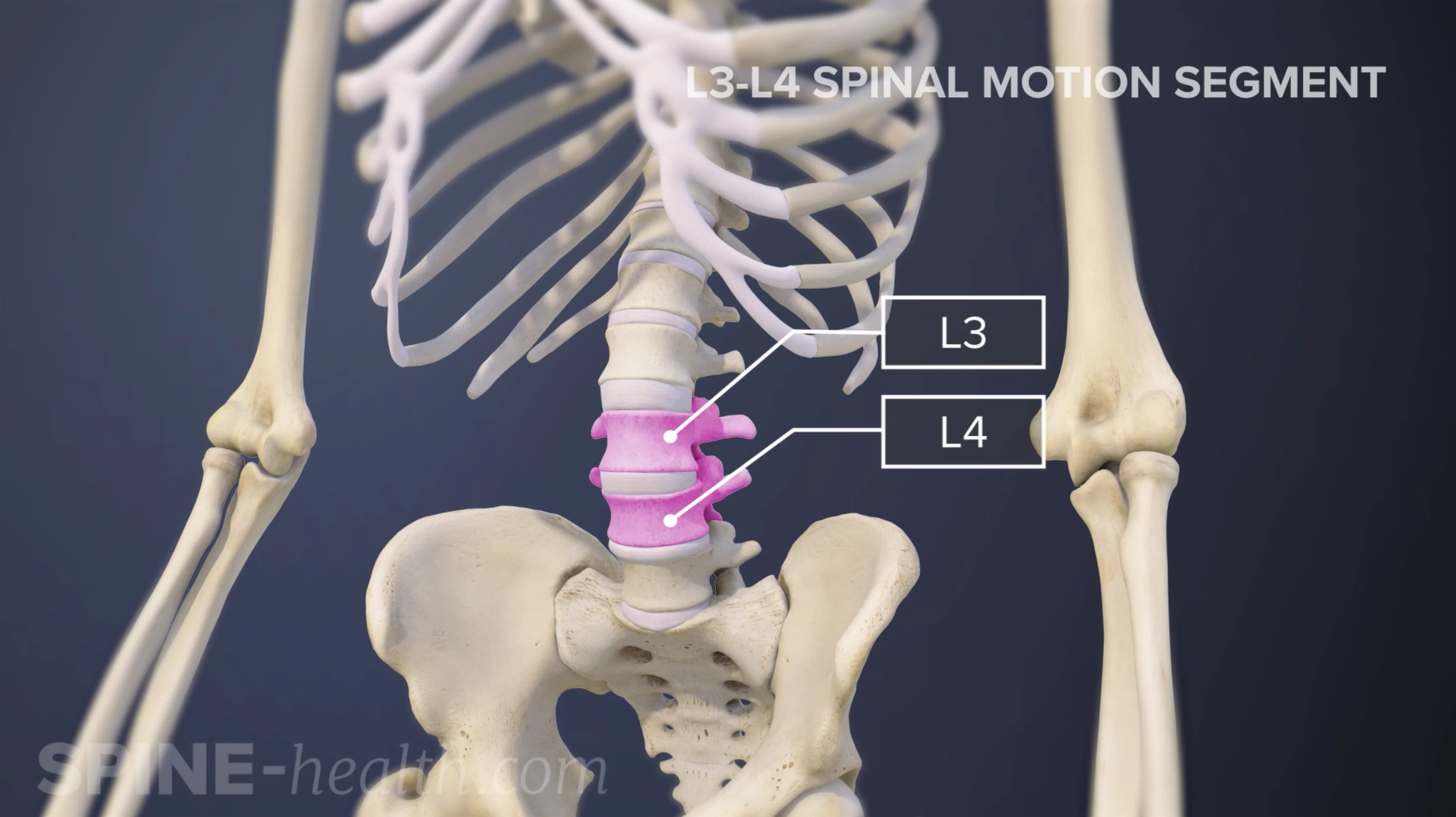 Spinal Motion Segment: L3-L4 Animation Spinal Motion Segment: L3-L4 Animation