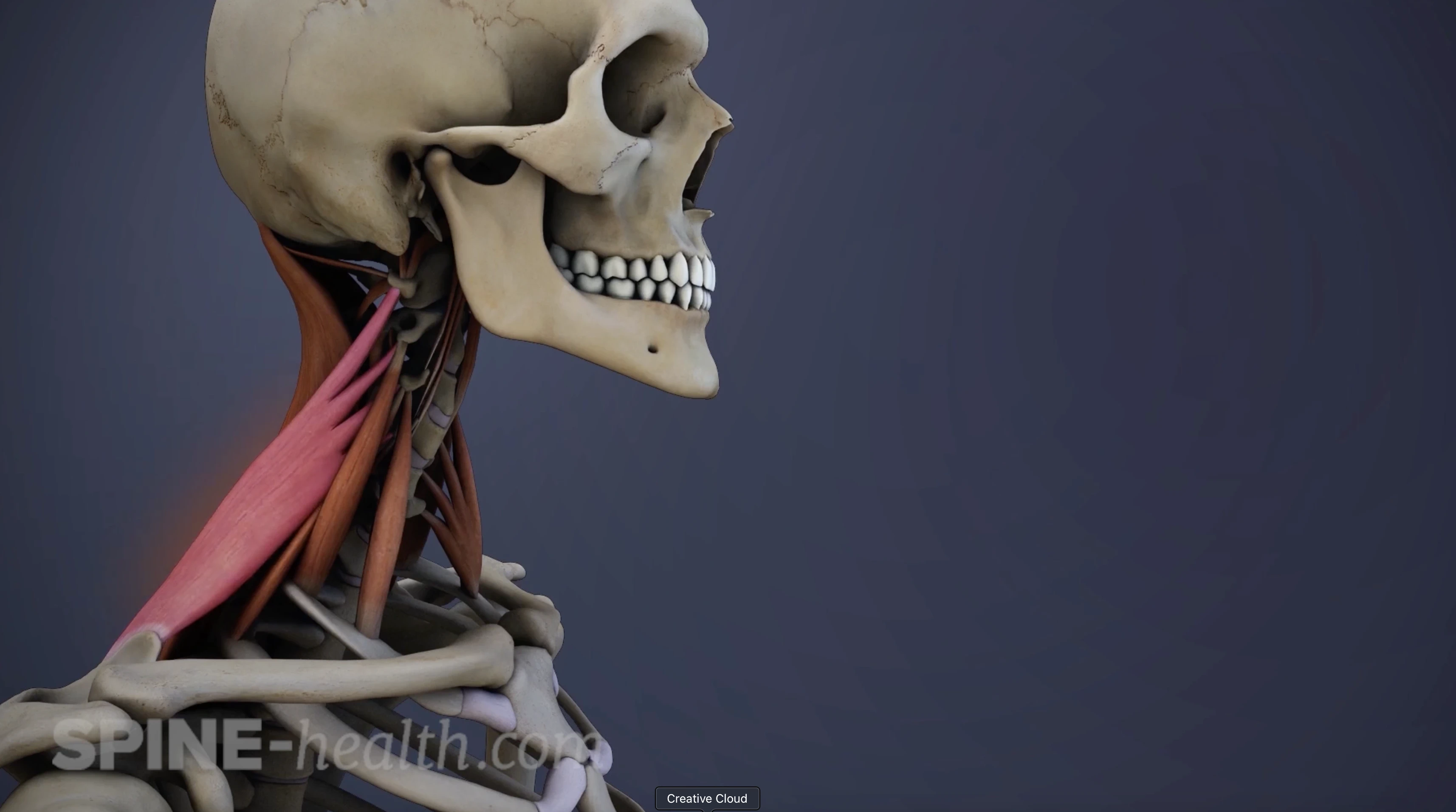Got a Stiff Neck? Quick Fixes to Get You Back to Normal Video | Spine ...