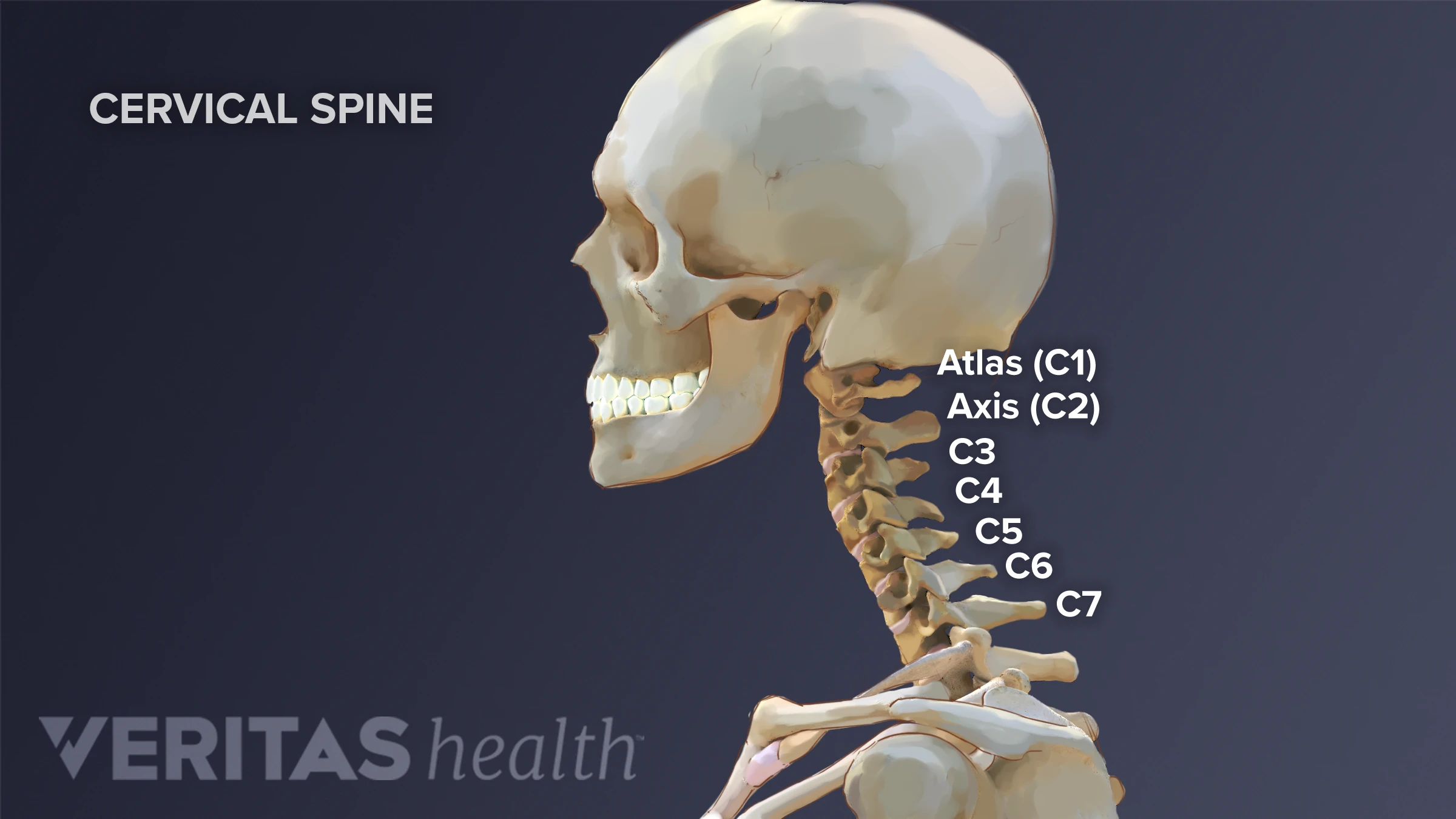 Forward Head Posture’s Effect on the Cervical Spine | Spine-health