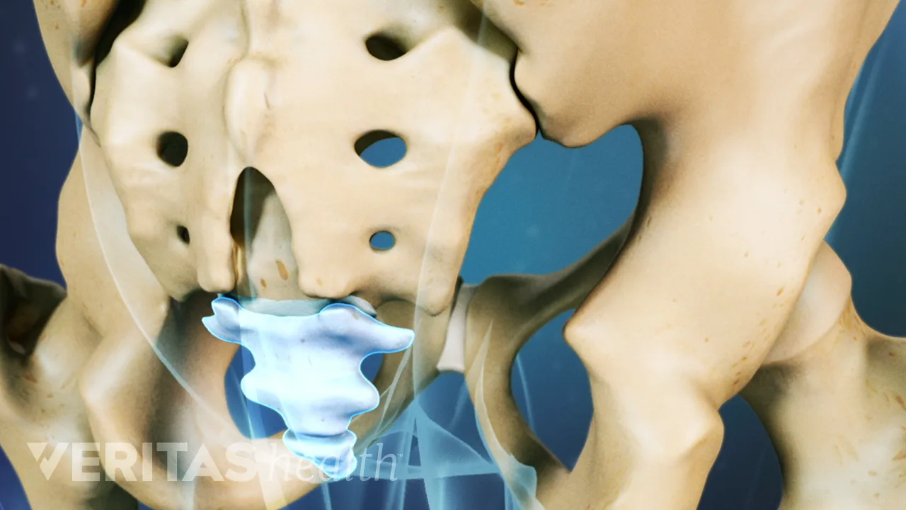 Anatomy of the Coccyx (Tailbone) | Spine-health
