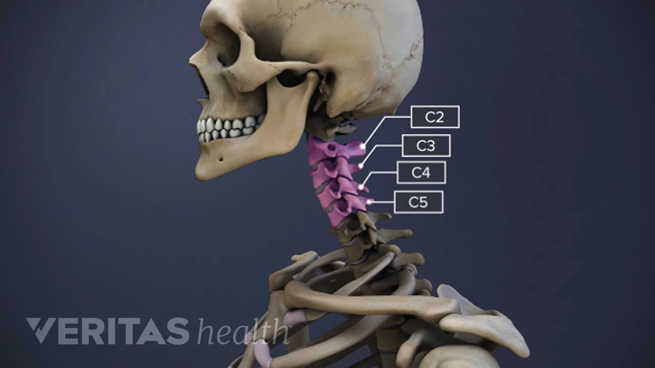 All About the C2-C5 Spinal Motion Segments | Spine-health