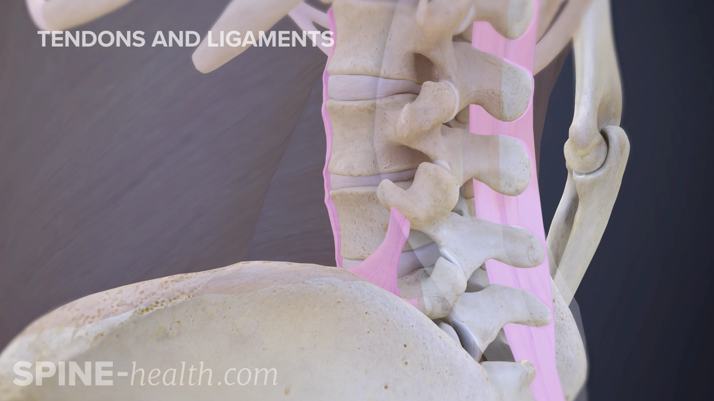 Lumbar Muscle Anatomy Animation | Spine-health
