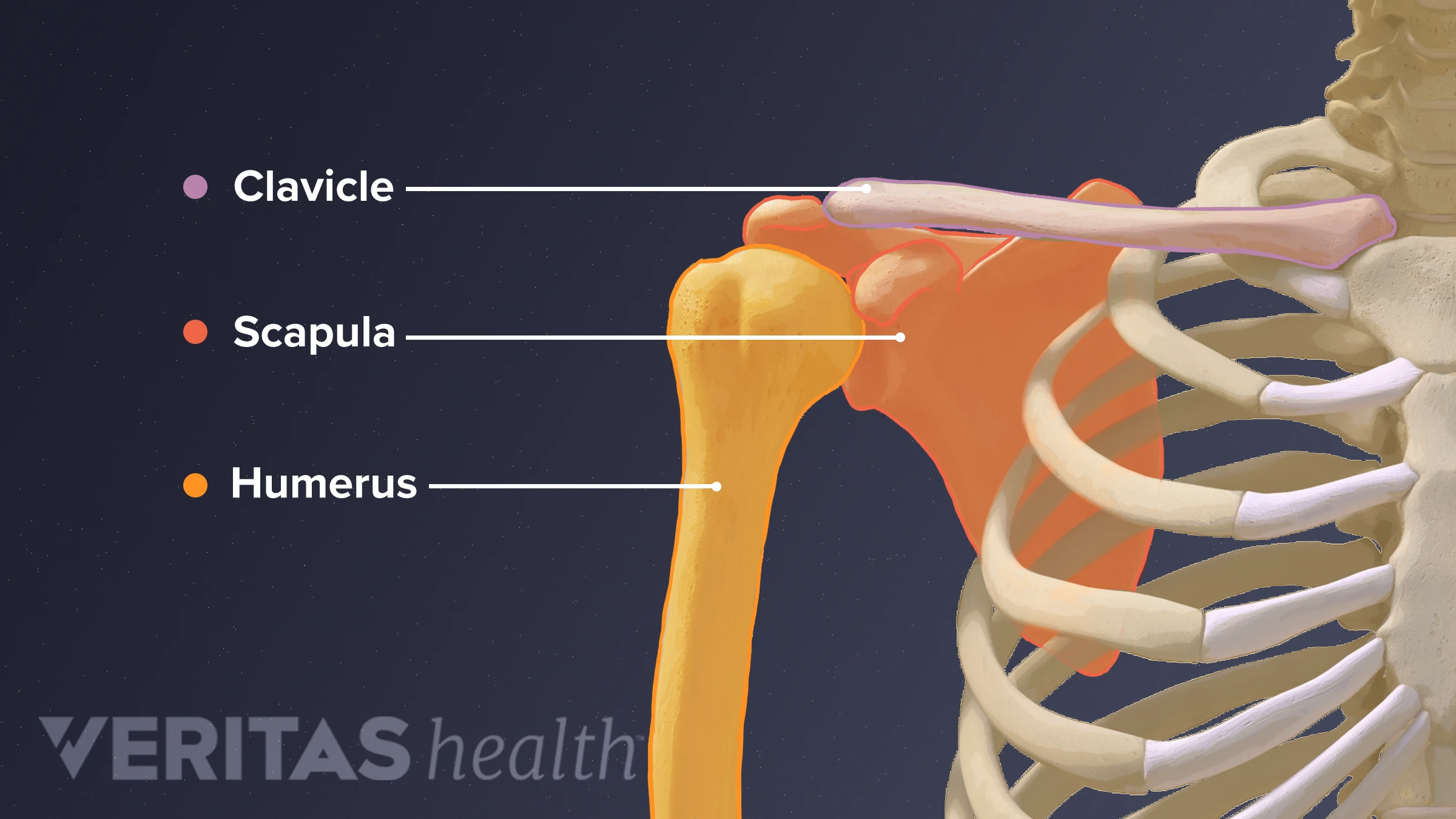 A Normal Scapular Anatomy B Scapular Anatomy With
