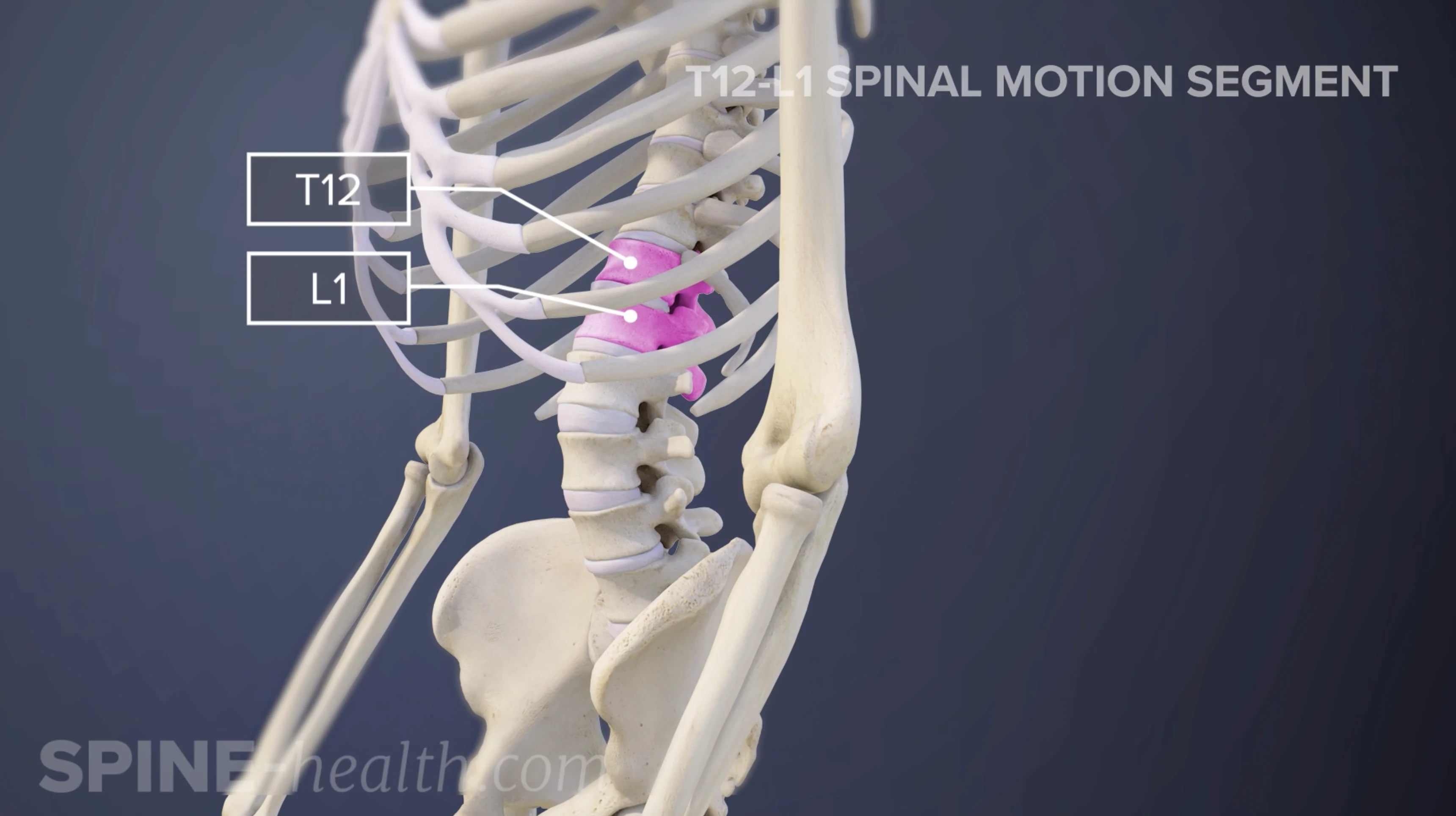 Spinal Motion Segment: T12-L1 Animation | Spine-health