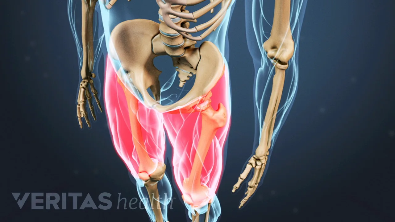 Inervación y función del músculo del nervio ciático | Spine-health