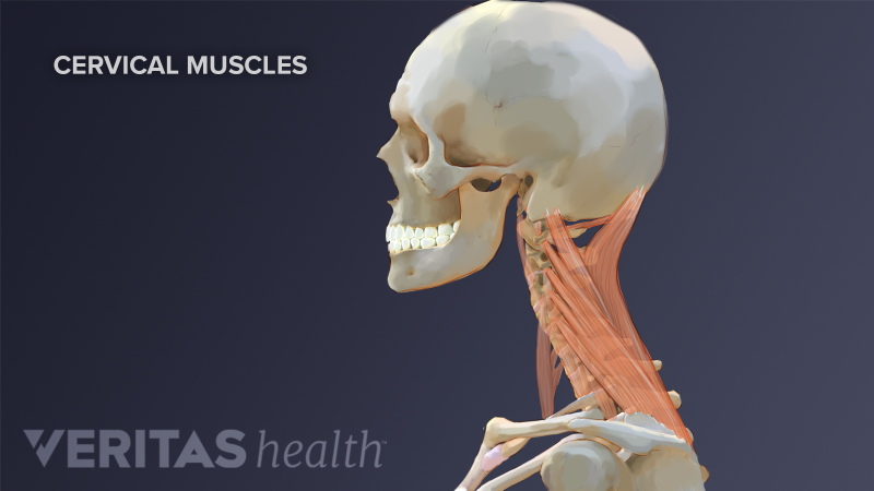 Cervical Muscle Anatomy Animation | Spine-health