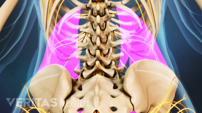 Lumbar Muscle Anatomy Animation | Spine-health