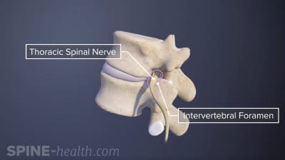 Spinal Motion Segment: T12-L1 Animation